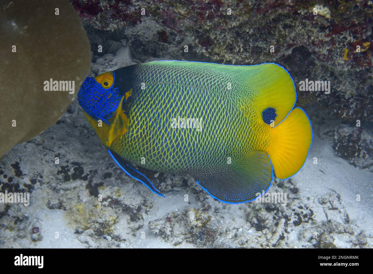 Blueface angelfish feeding underwater. Pomacanthus xanthometopon Stock ...