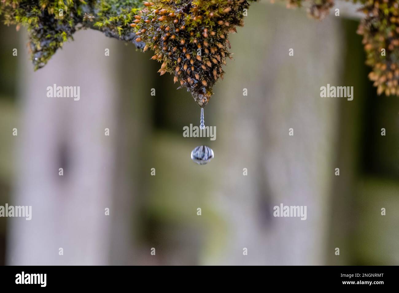 Water drop from moss. Green moss with dripping water drop. selective ...