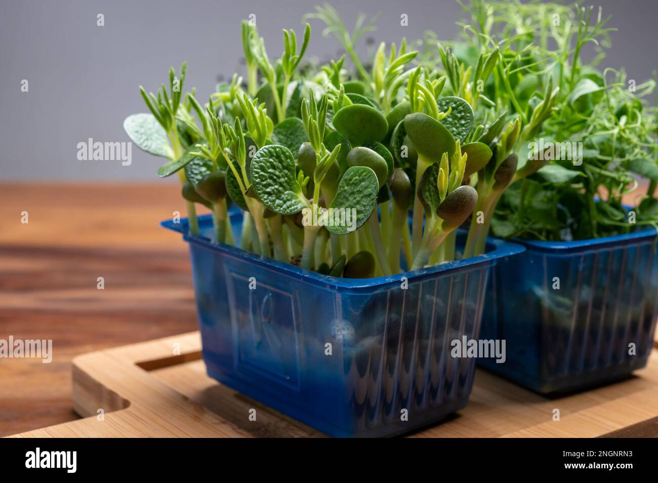 Healthy food, young sprouts plants of green garden cress and lupin ...