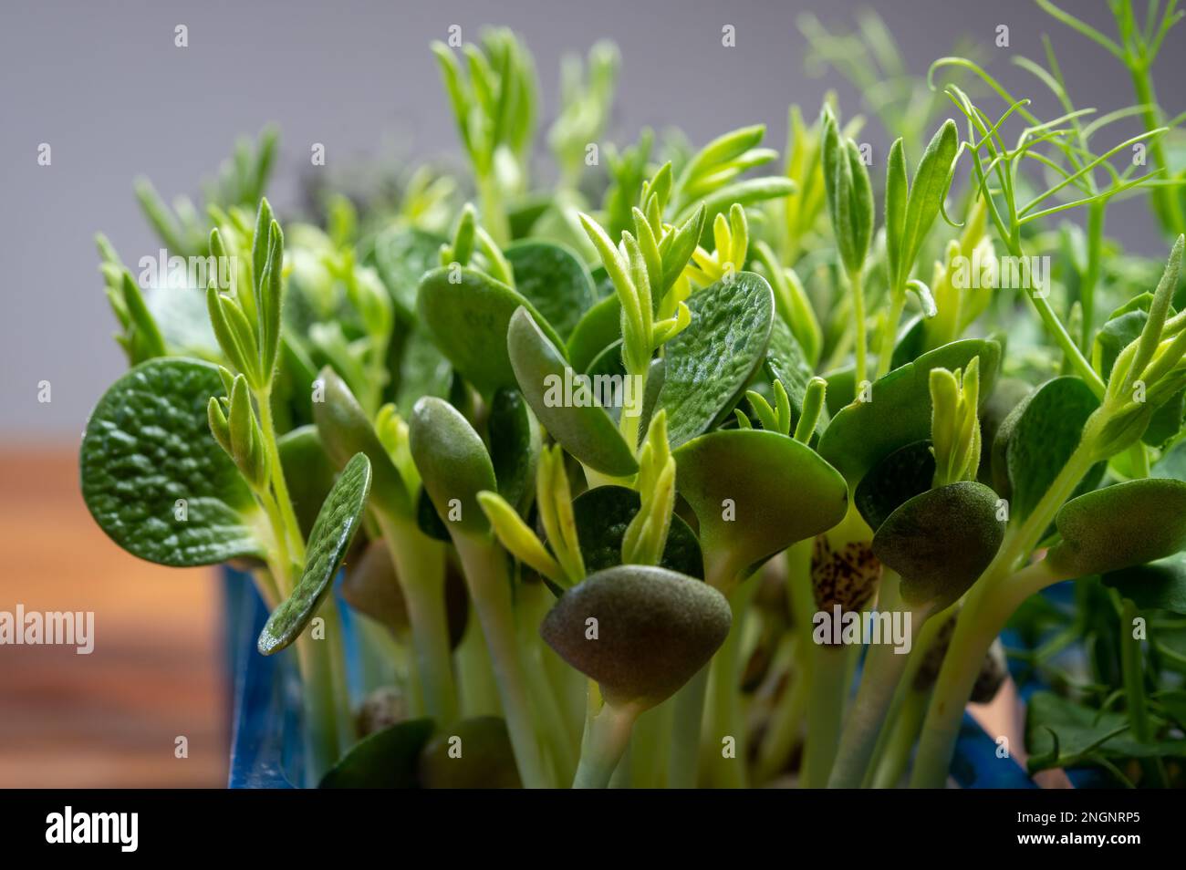 Healthy food, young sprouts plants of green garden cress and lupin ...