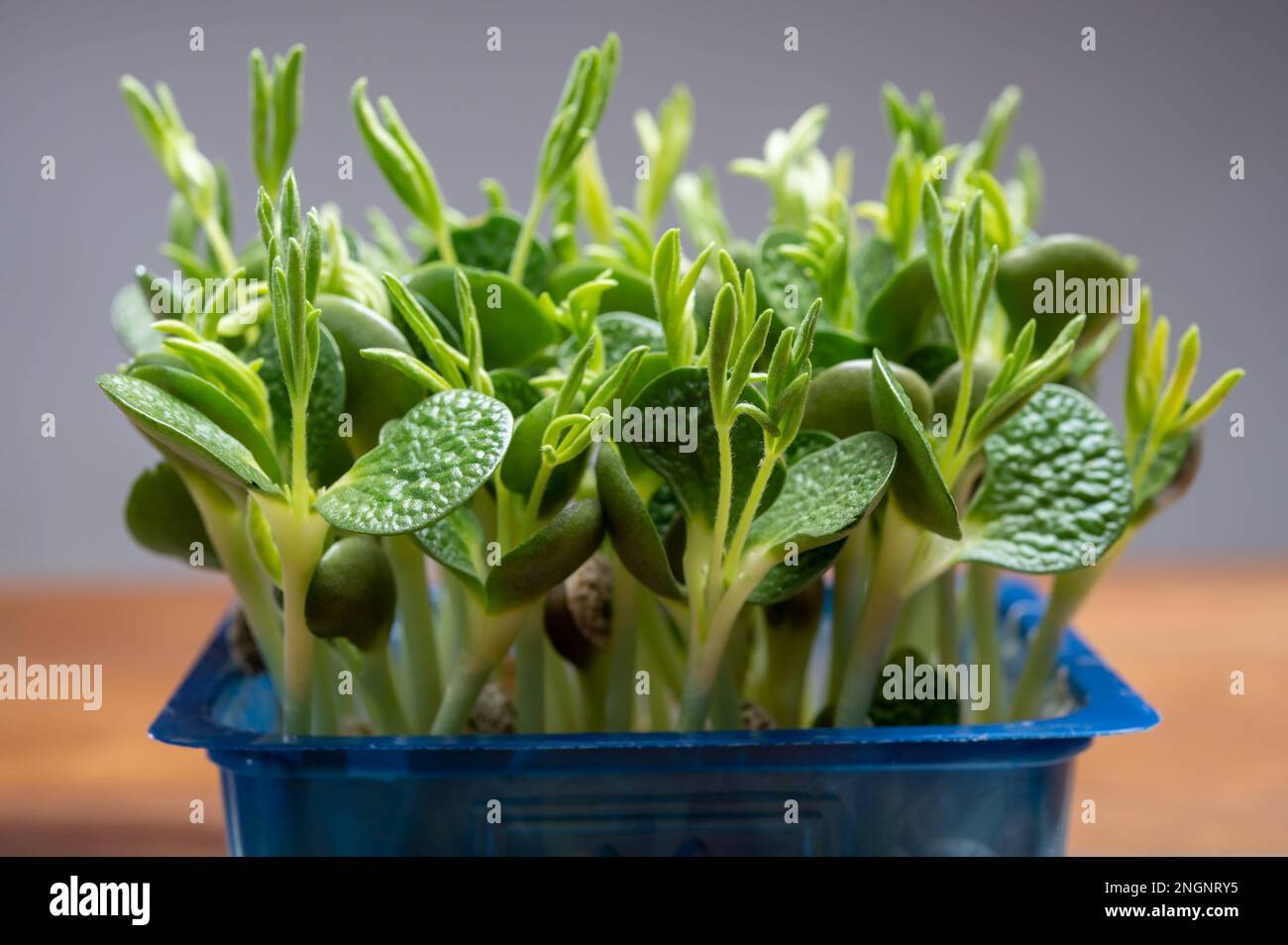 Healthy food, young sprouts plants of green garden cress and lupin ...