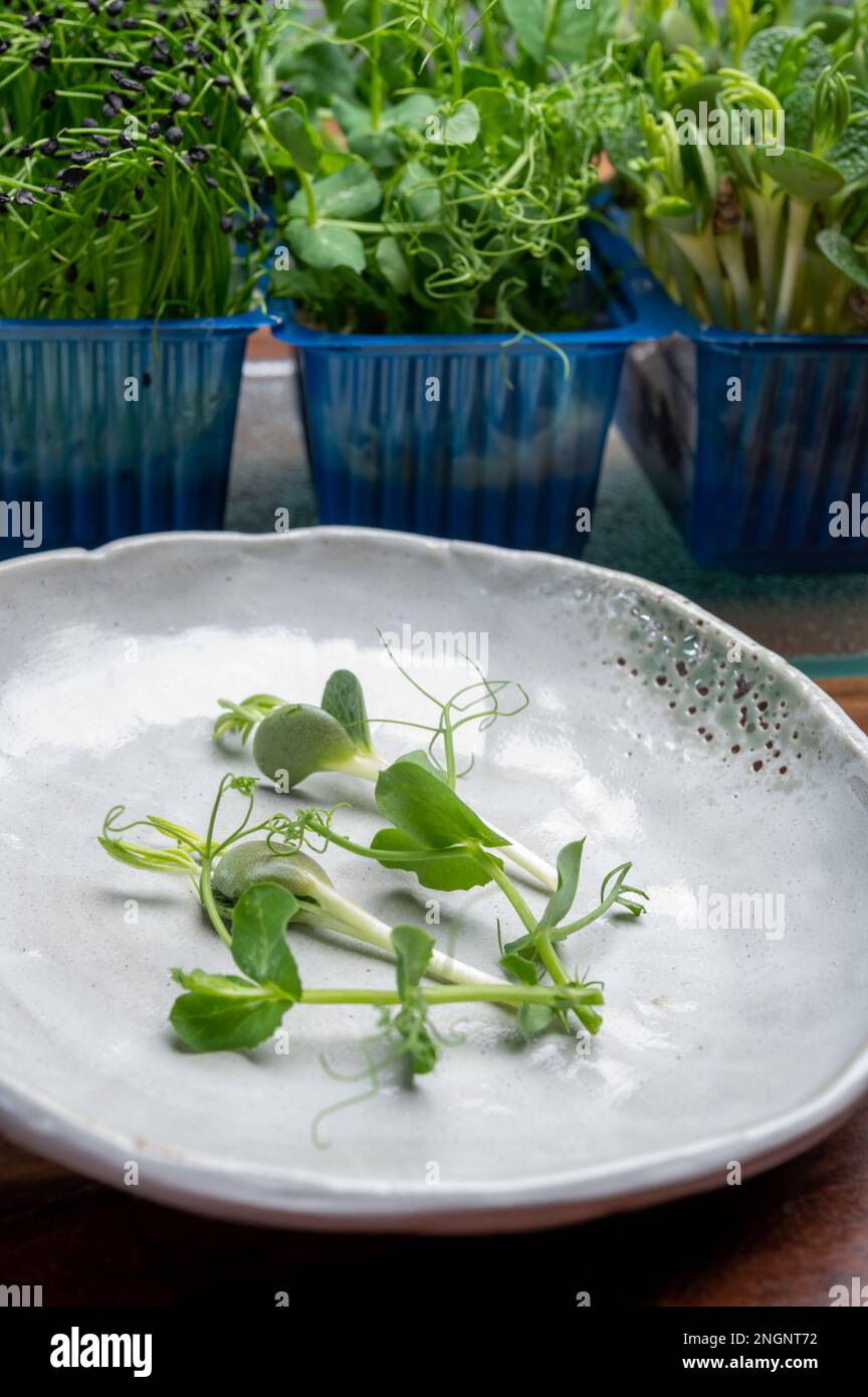 Healthy food, young sprouts plants of green garden affilla cress ready ...
