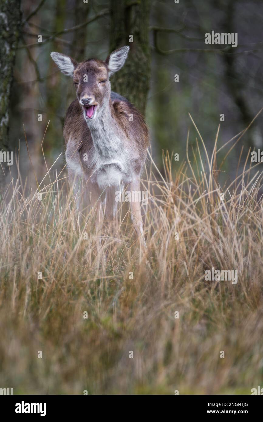 White fallow doe uk hi-res stock photography and images - Alamy
