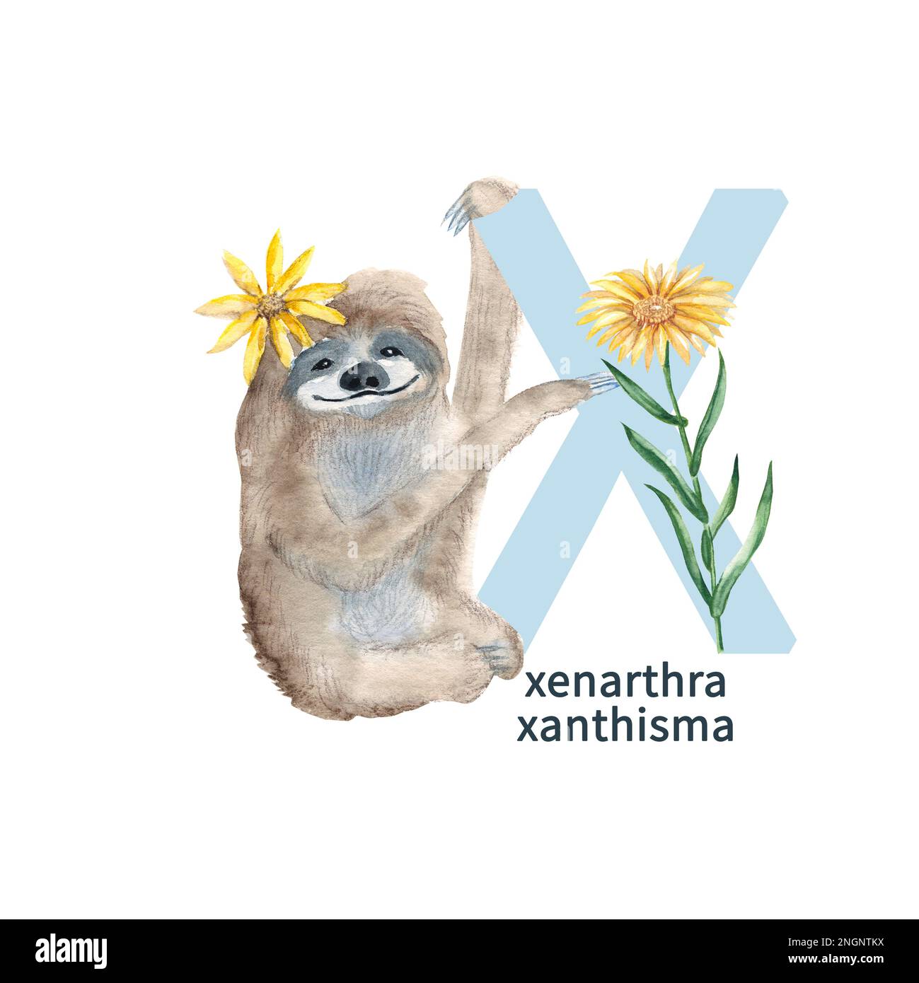 Letter X, xenarthra, xanthisma, cute kids animal and flower ABC ...