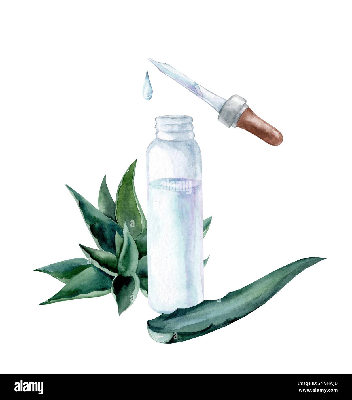 Serum with aloe vera extract. Watercolor hand drawn illustration ...