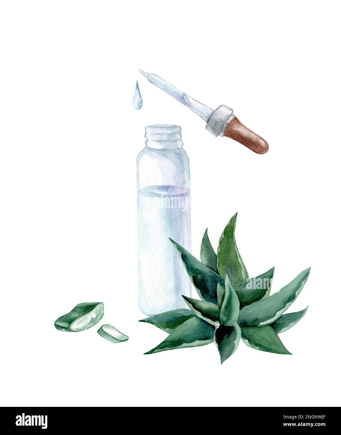 Serum with aloe vera extract. Watercolor hand drawn illustration ...