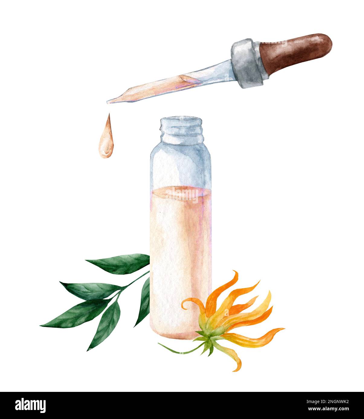 Yellow ylang ylang flower and essential oil drop and glass bottle ...