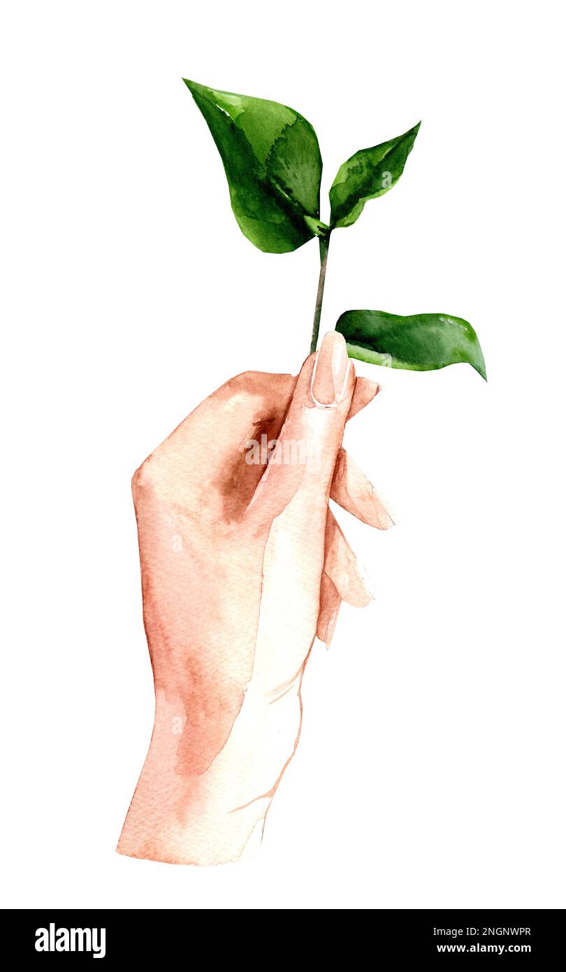 Woman's hand with a green sprout. Hand drawn watercolor painting ...