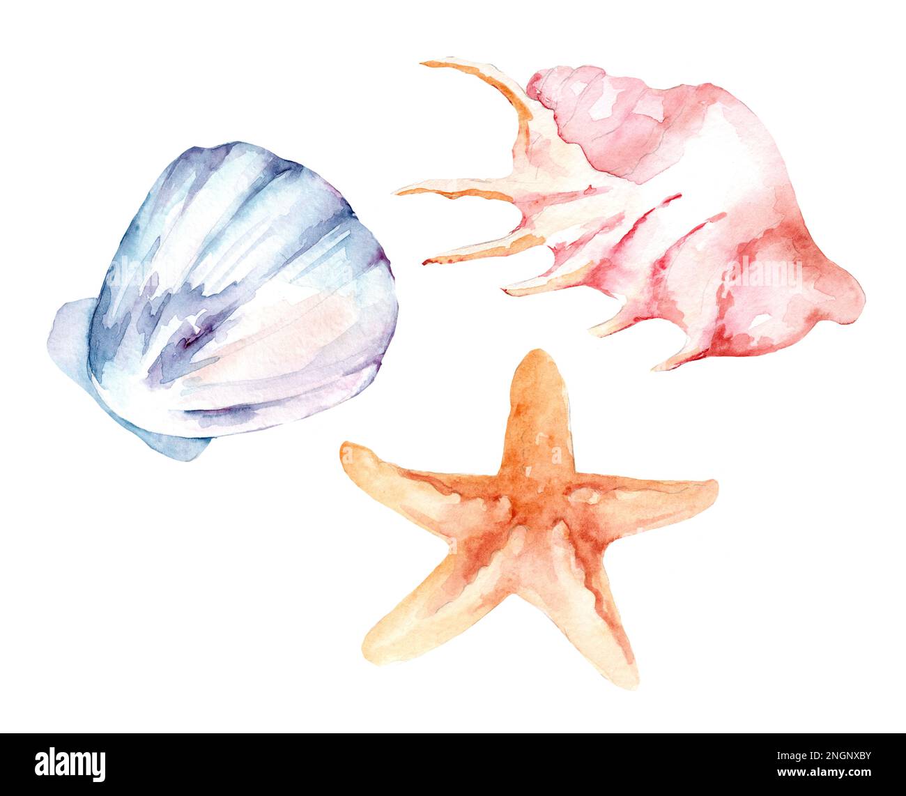 Watercolor set of sea shells, starfish, on an isolated white background ...