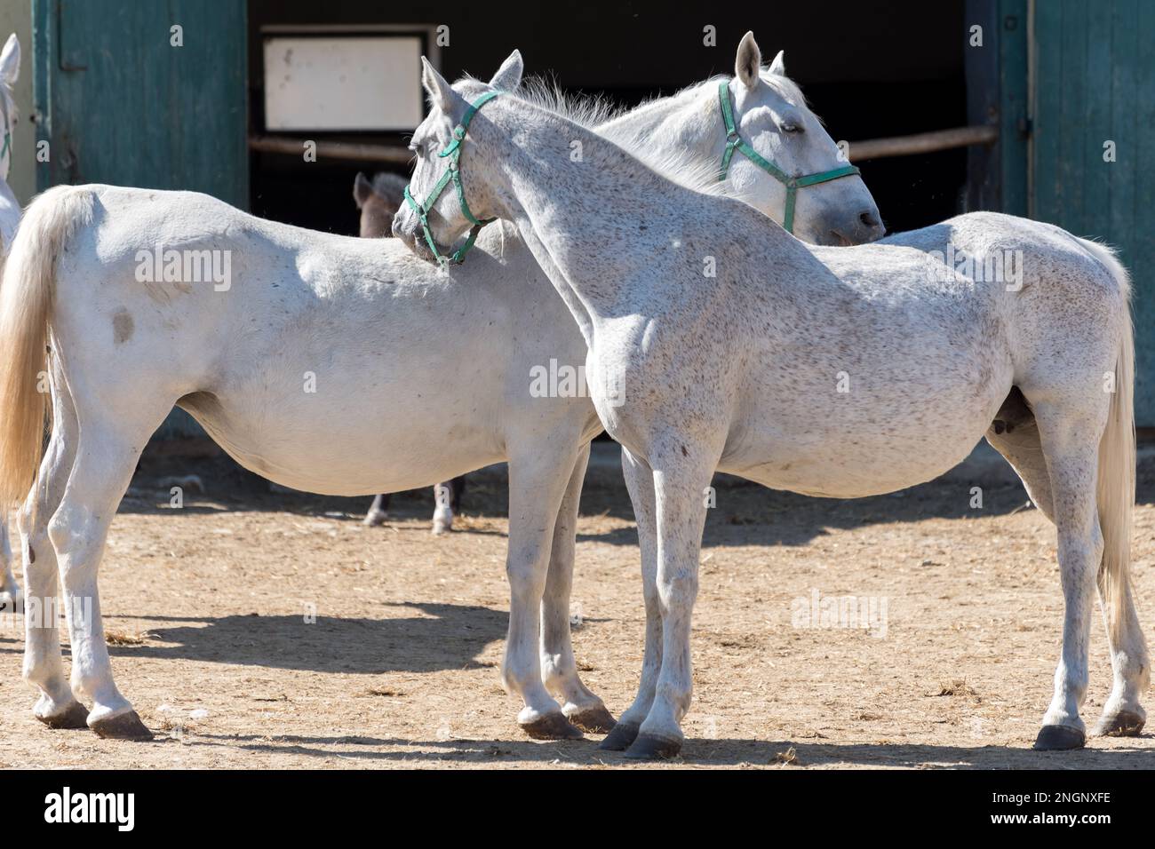 The Lipizzan or Lipizzaner is a European breed of riding horse ...