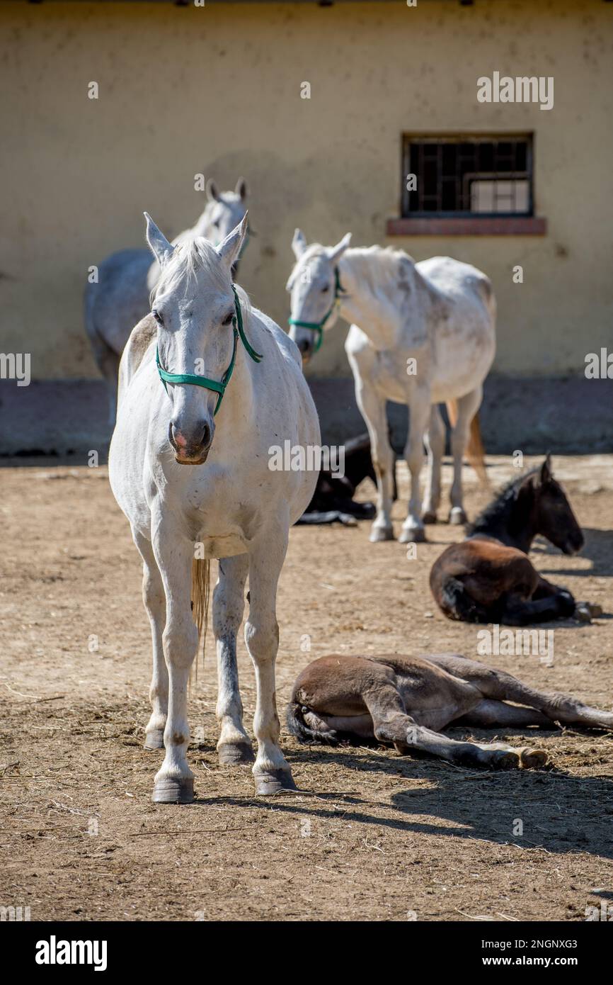 The Lipizzan or Lipizzaner is a European breed of riding horse ...