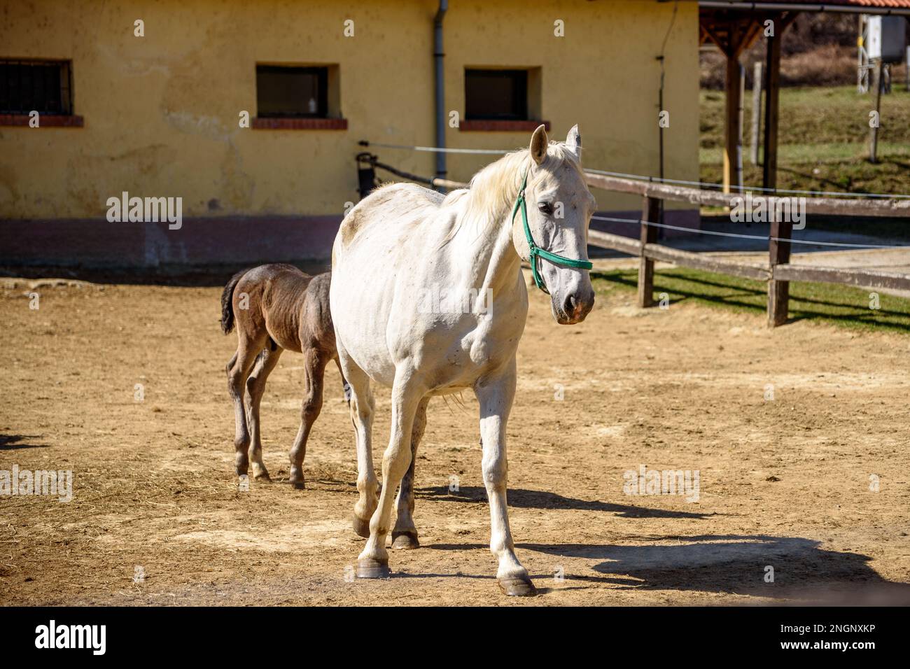 Mammal horse lipizzaner hi-res stock photography and images - Alamy