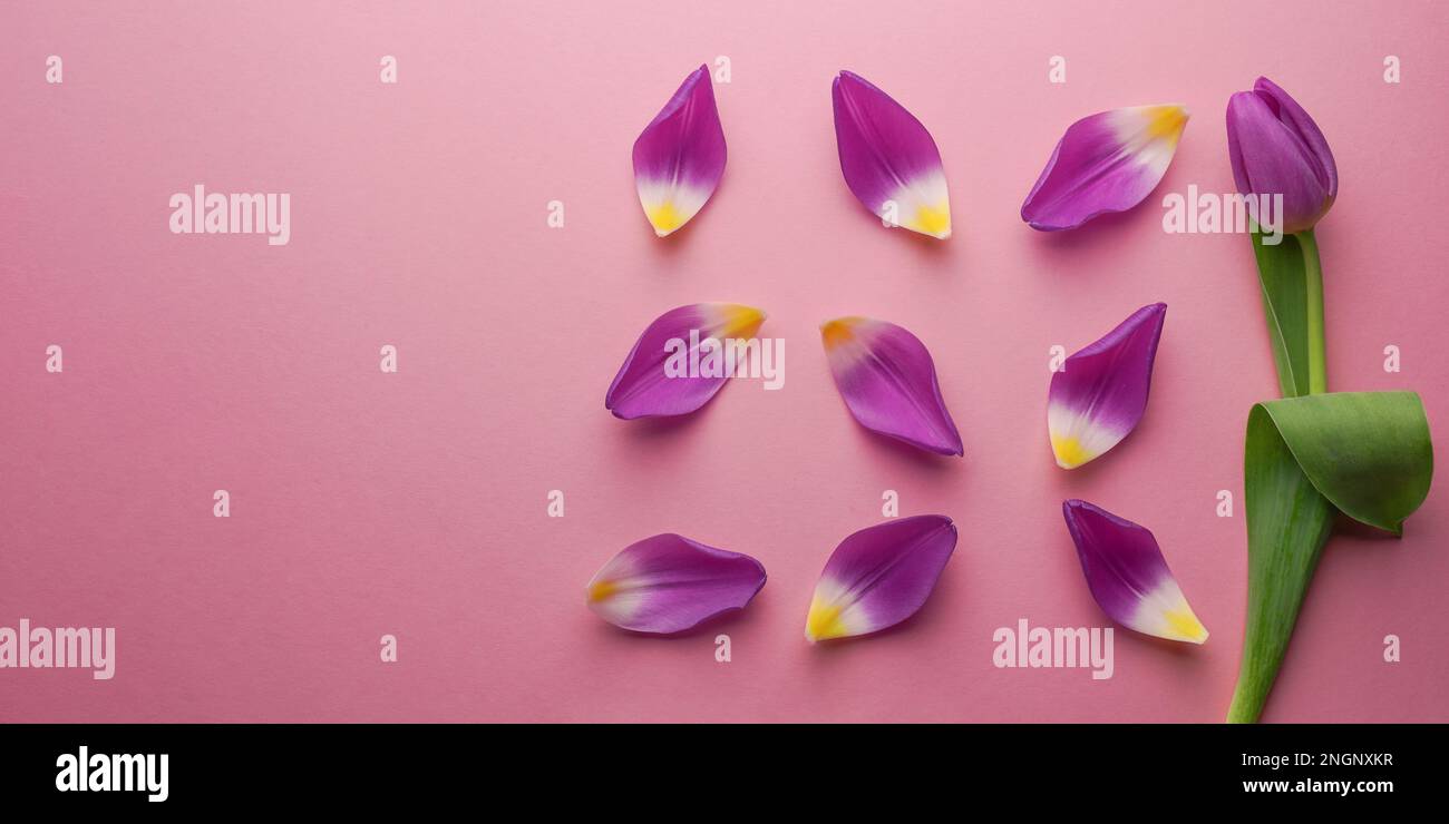 Composition of tulip petals wiht purple tulip laying on a pink ...