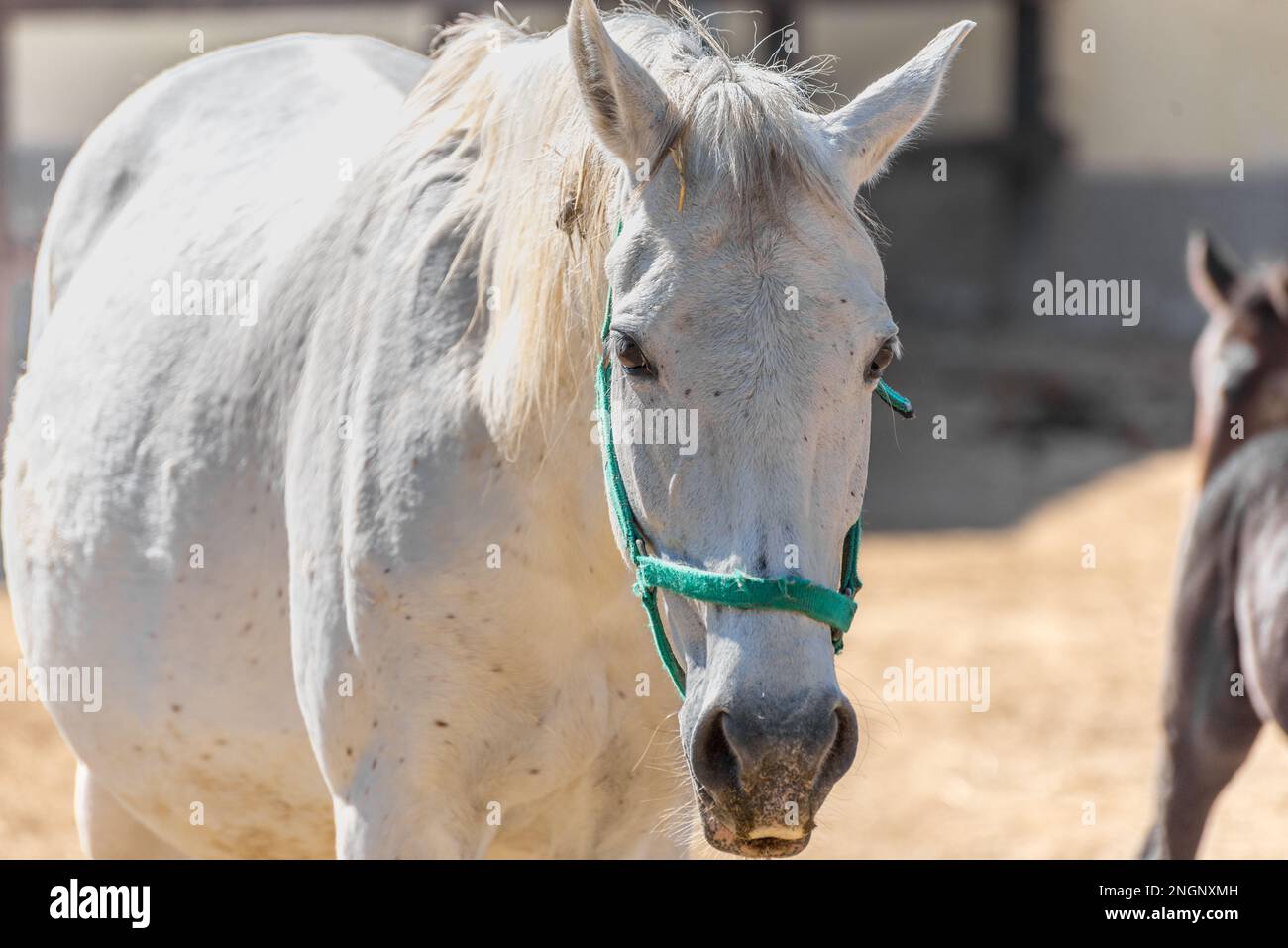 The Lipizzan or Lipizzaner is a European breed of riding horse ...