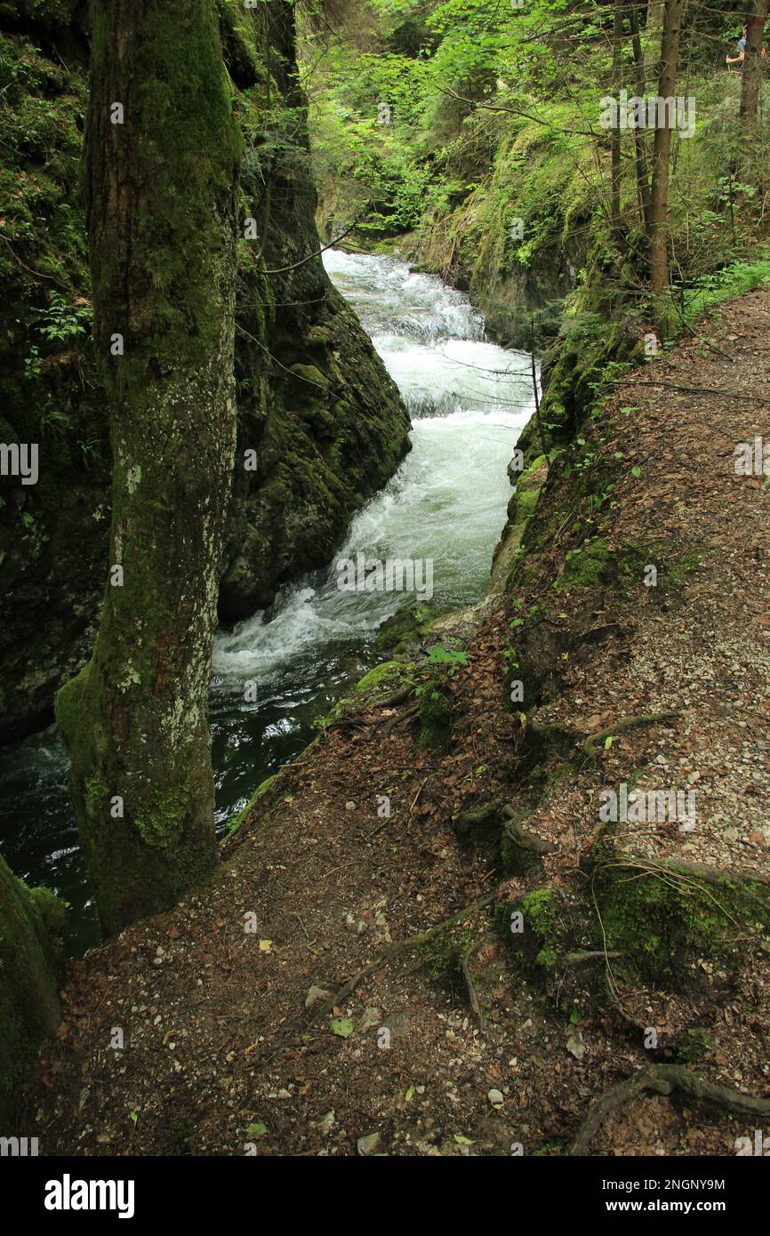 A wet trail running through streams in the Slovak Paradise National ...