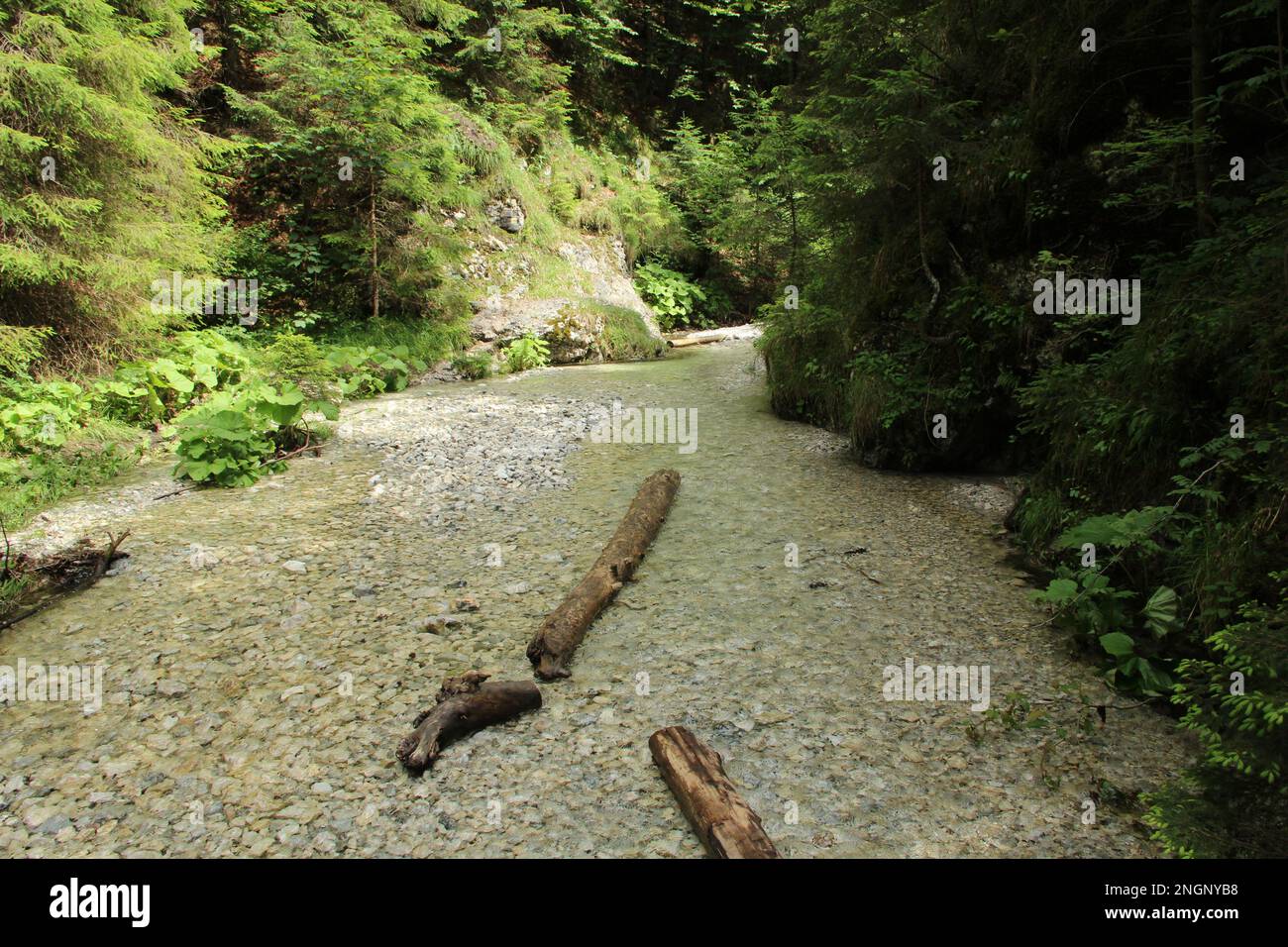 Stream peacefully and slowly flowing through the forest areas of the ...