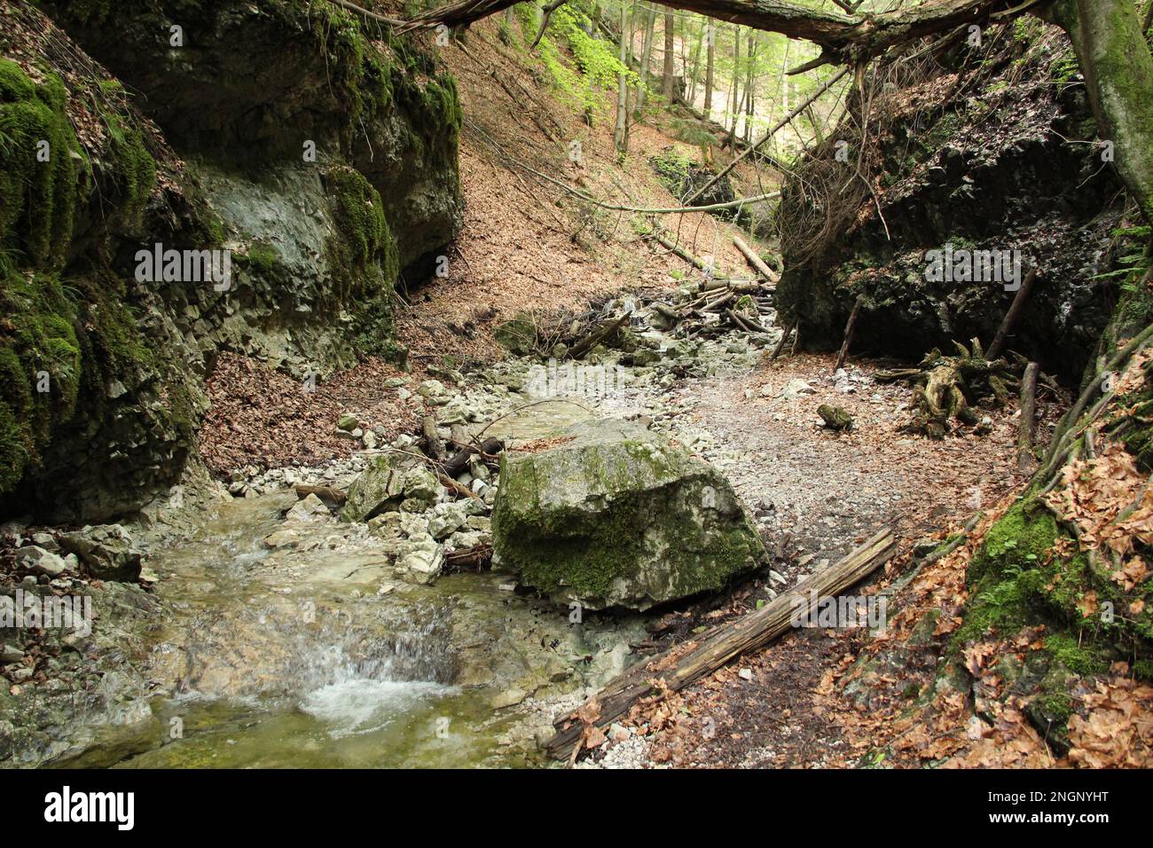A wet trail running through streams in the Slovak Paradise National ...