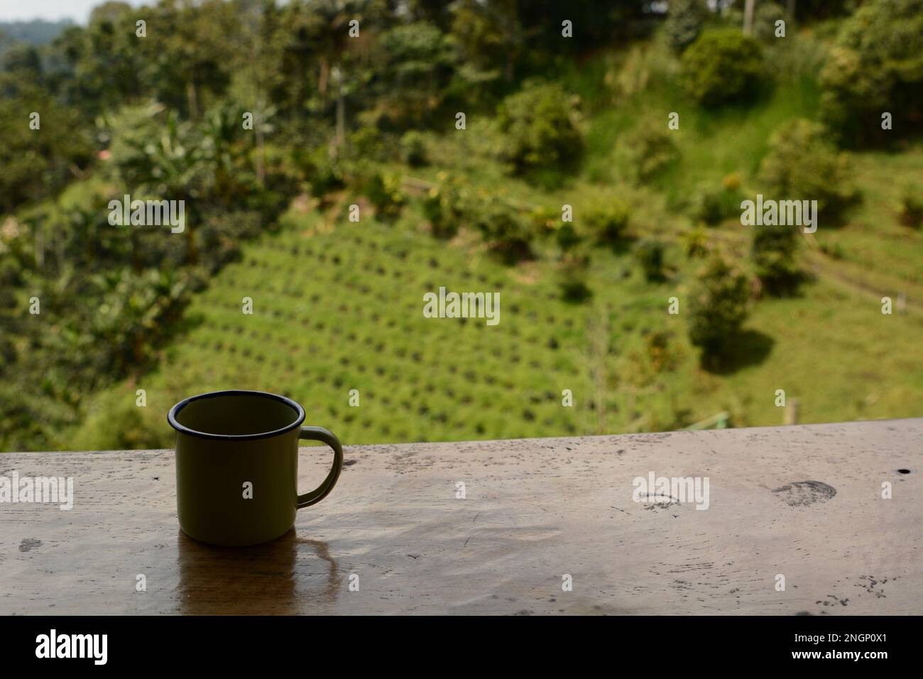 Coffee cup in a coffee plantation. Salento. Quindio. Colombia Stock ...