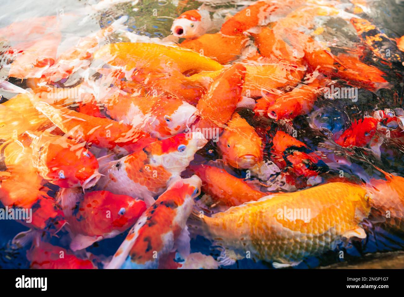 A bunch of Coi fish in the water. It was feeding time. The beautiful ...