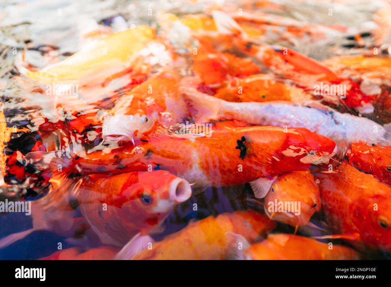 A bunch of Coi fish in the water. It was feeding time. The beautiful ...