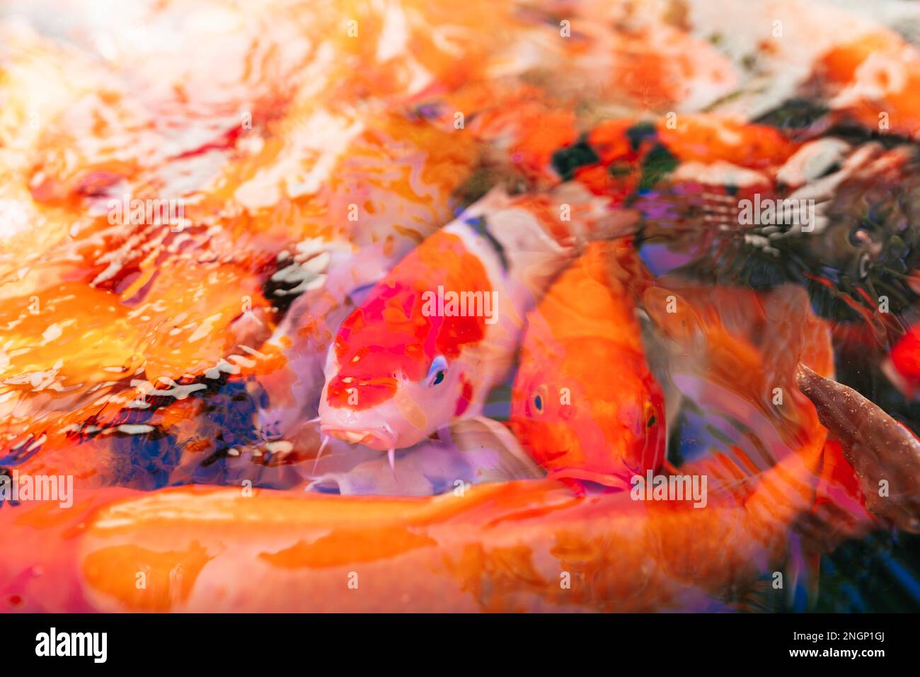 A bunch of Coi fish in the water. It was feeding time. The beautiful ...