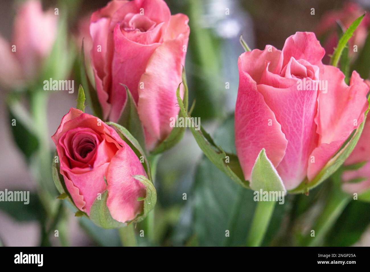 Beautiful pink pastel roses in spring as a gift for women's day in ...