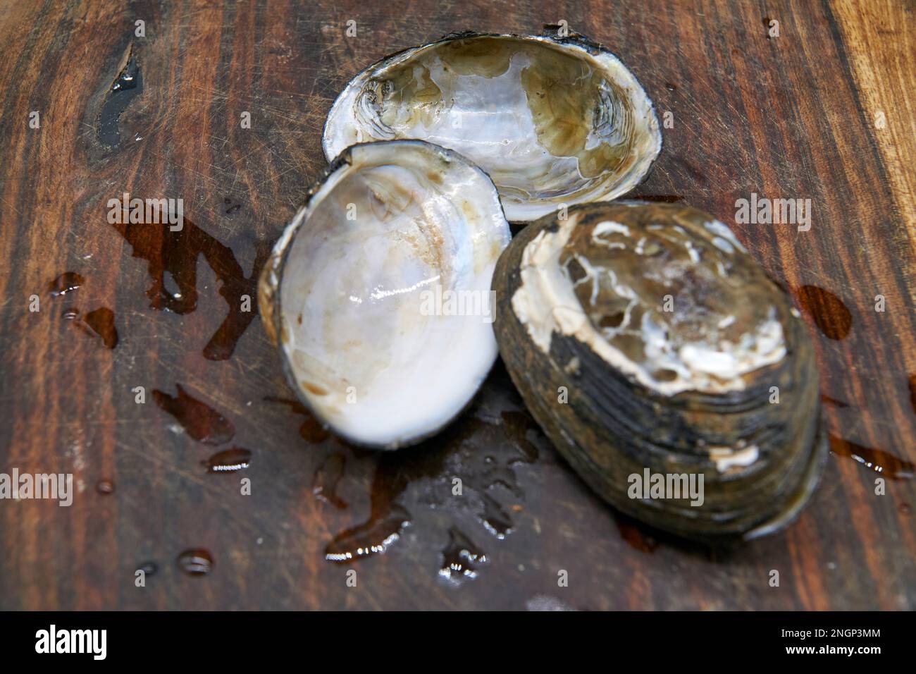 Velesunio ambiguous hi-res stock photography and images - Alamy