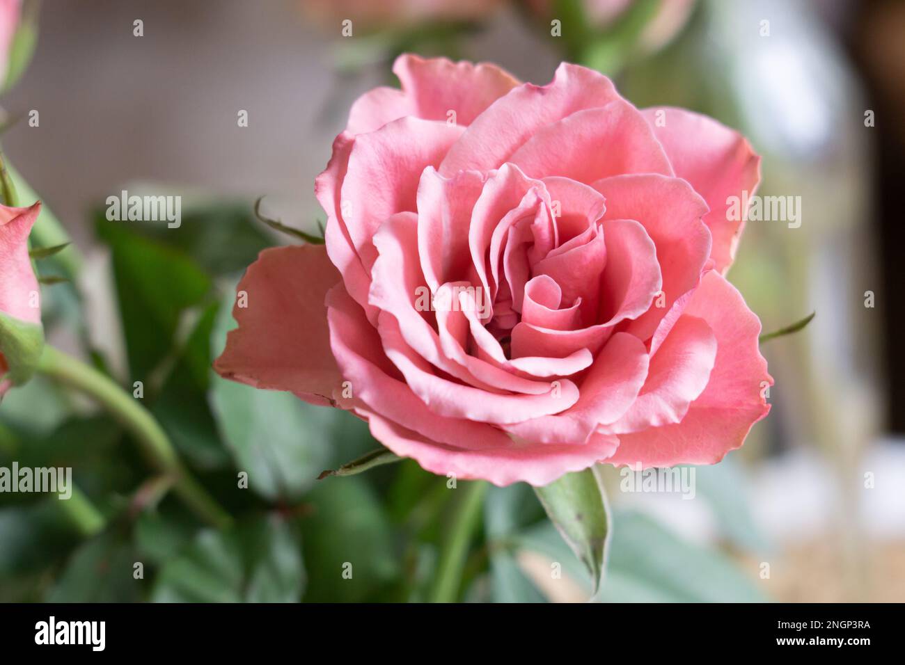 Beautiful pink pastel roses in spring as a gift for women's day in ...