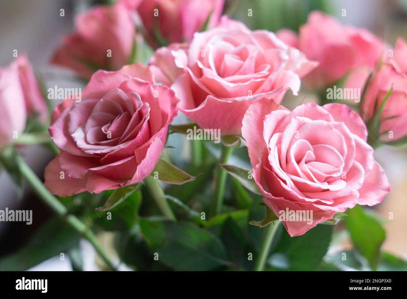 Beautiful pink pastel roses in spring as a gift for women's day in ...