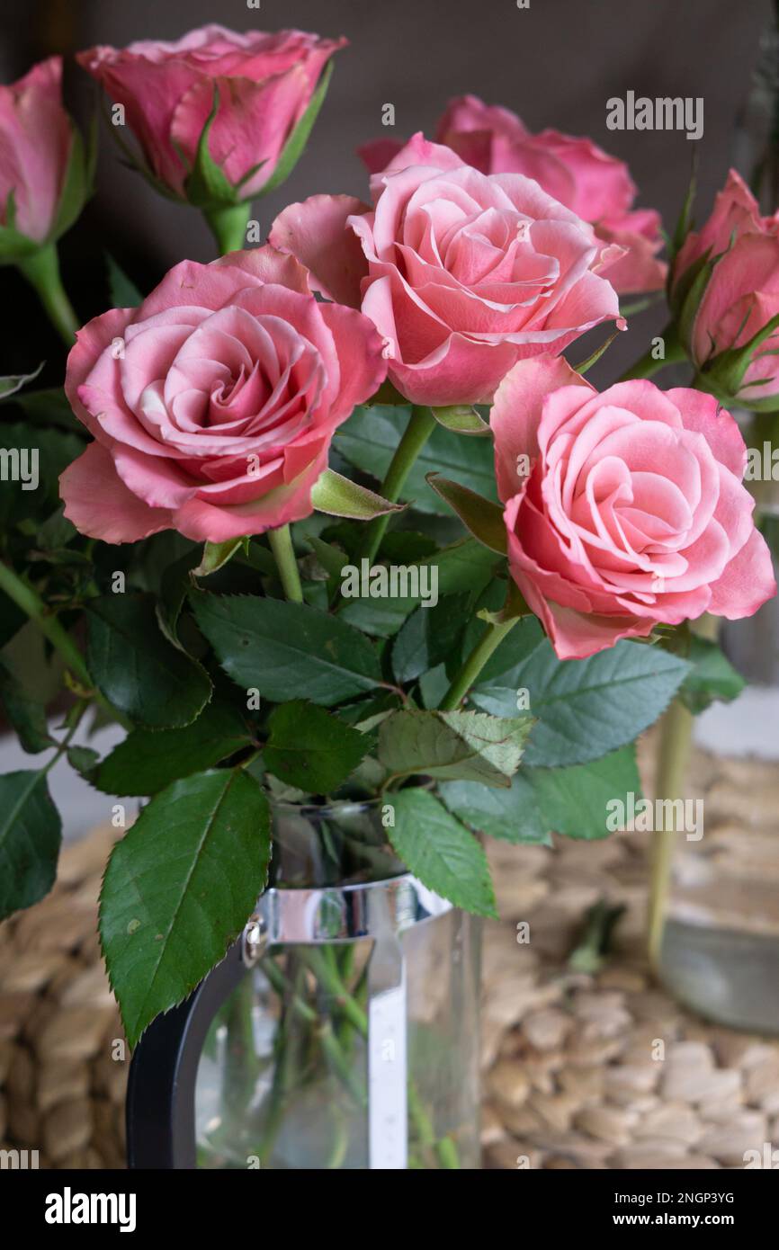 Beautiful pink pastel roses in spring as a gift for women's day in ...