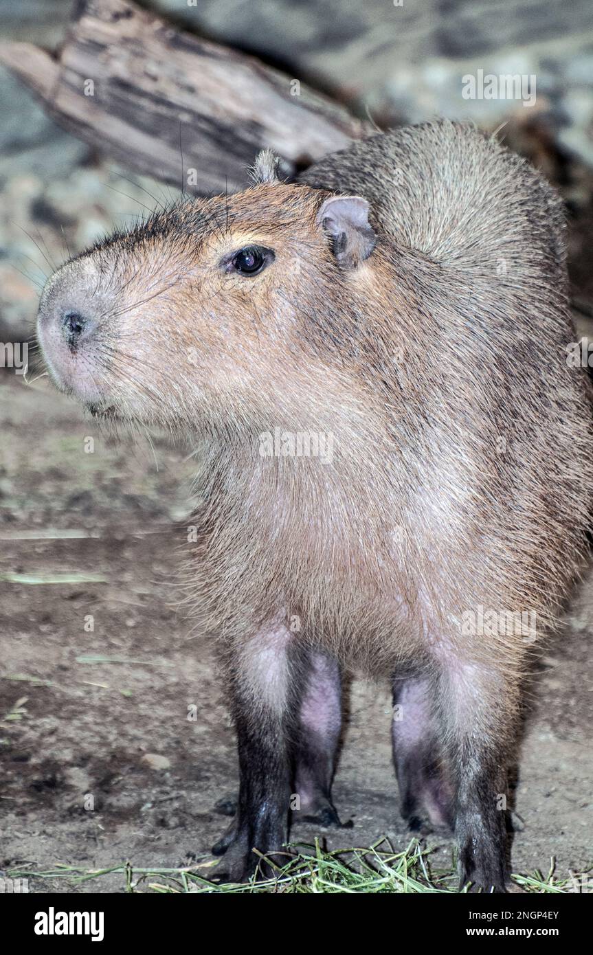 capybara facing left full body view, vertical Stock Photo - Alamy