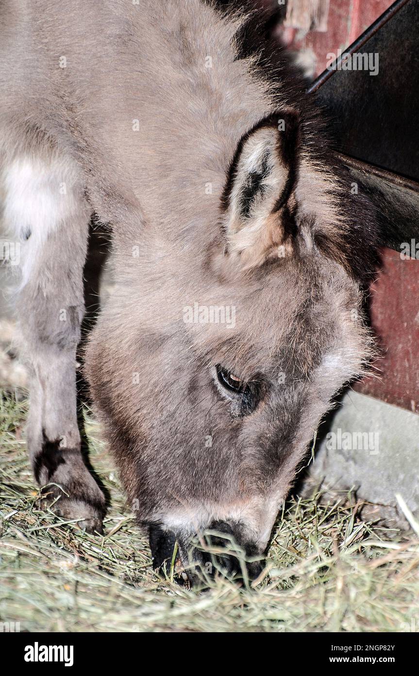 Miniature donkey hi-res stock photography and images - Alamy