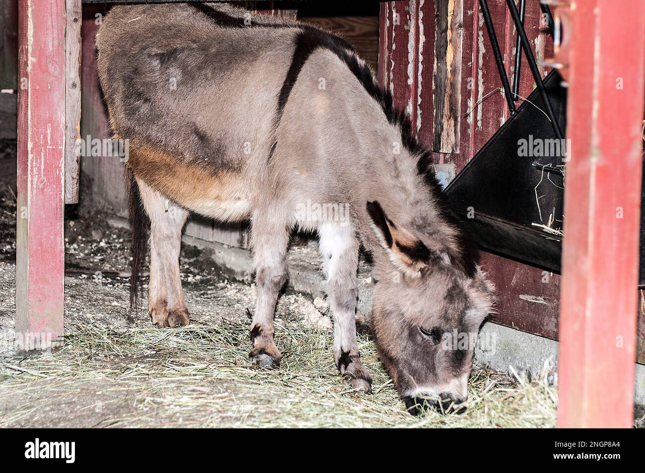 Donkey barn hi-res stock photography and images - Alamy