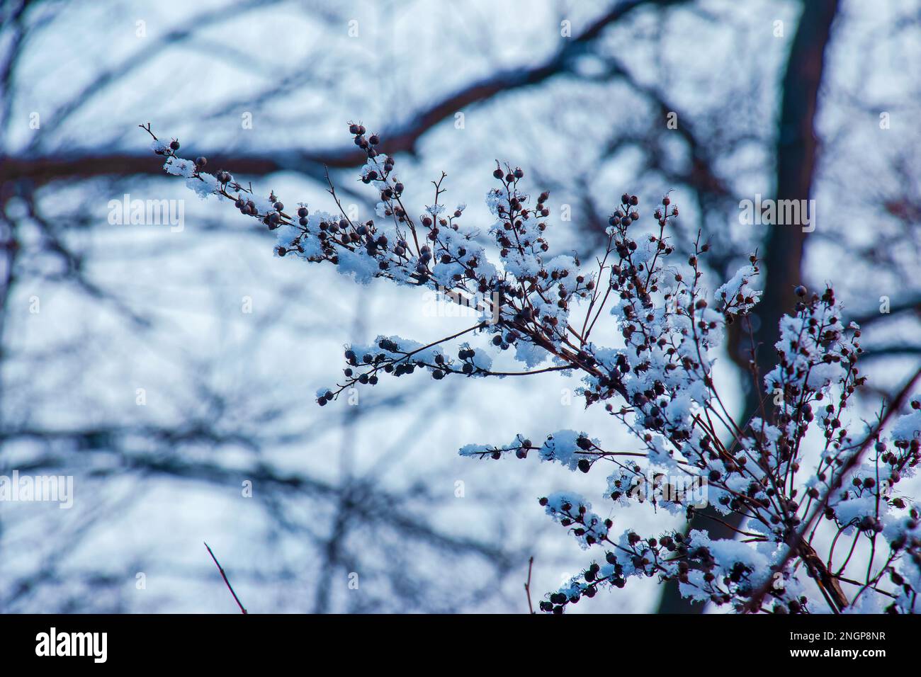 The seeds of an inflorescence of gray spirea with white snow are on a ...