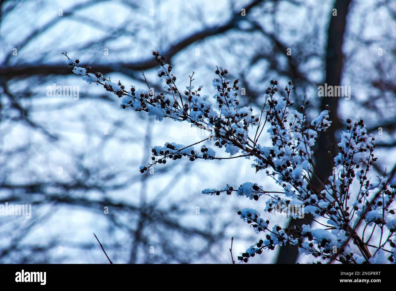 The seeds of an inflorescence of gray spirea with white snow are on a ...
