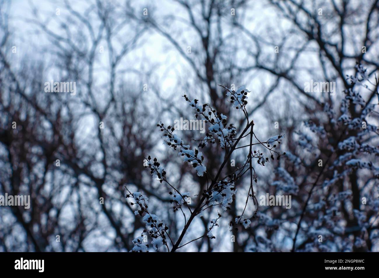 The seeds of an inflorescence of gray spirea with white snow are on a ...