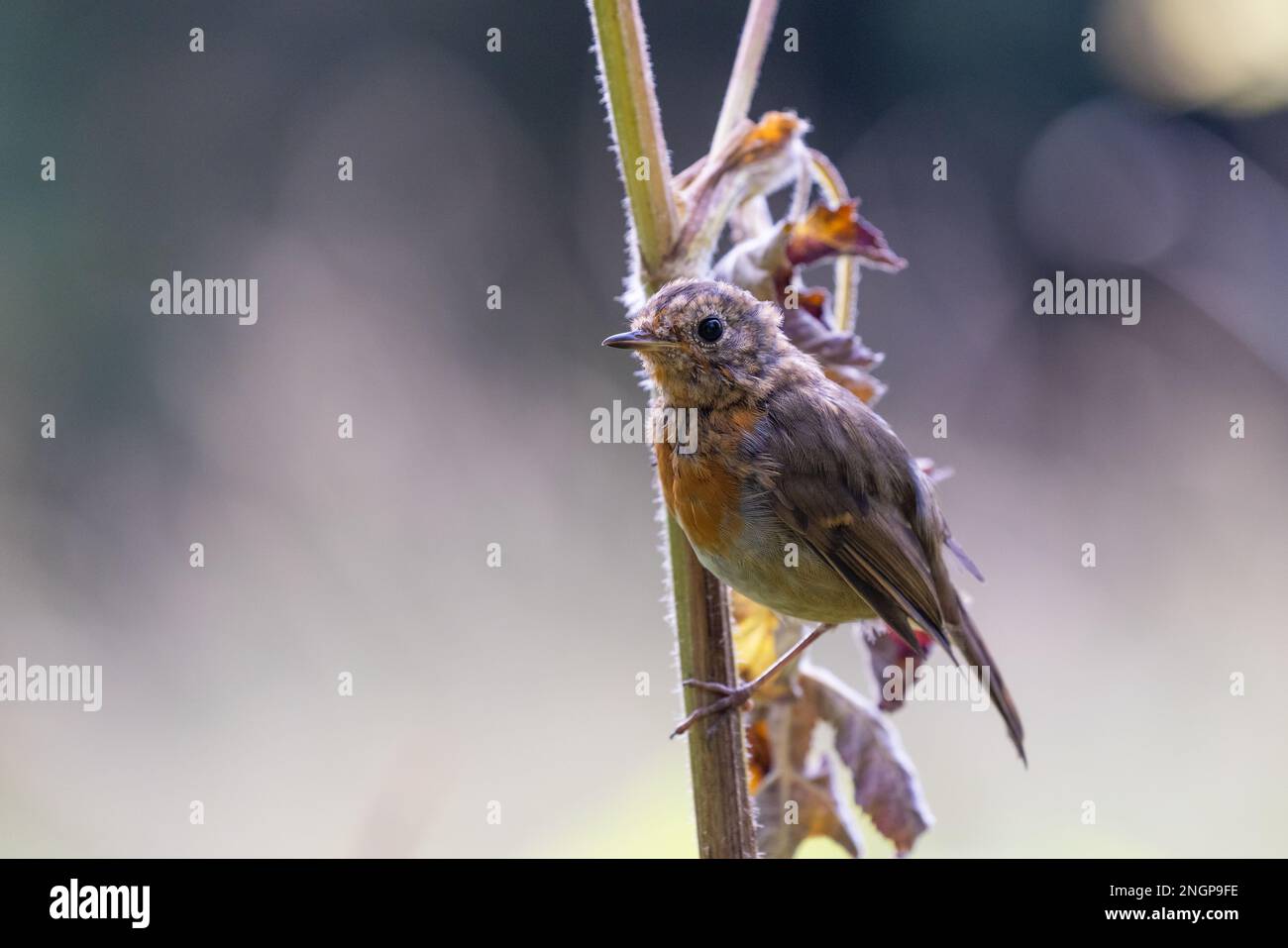 Erithacus rubecula bird birds hi-res stock photography and images - Alamy