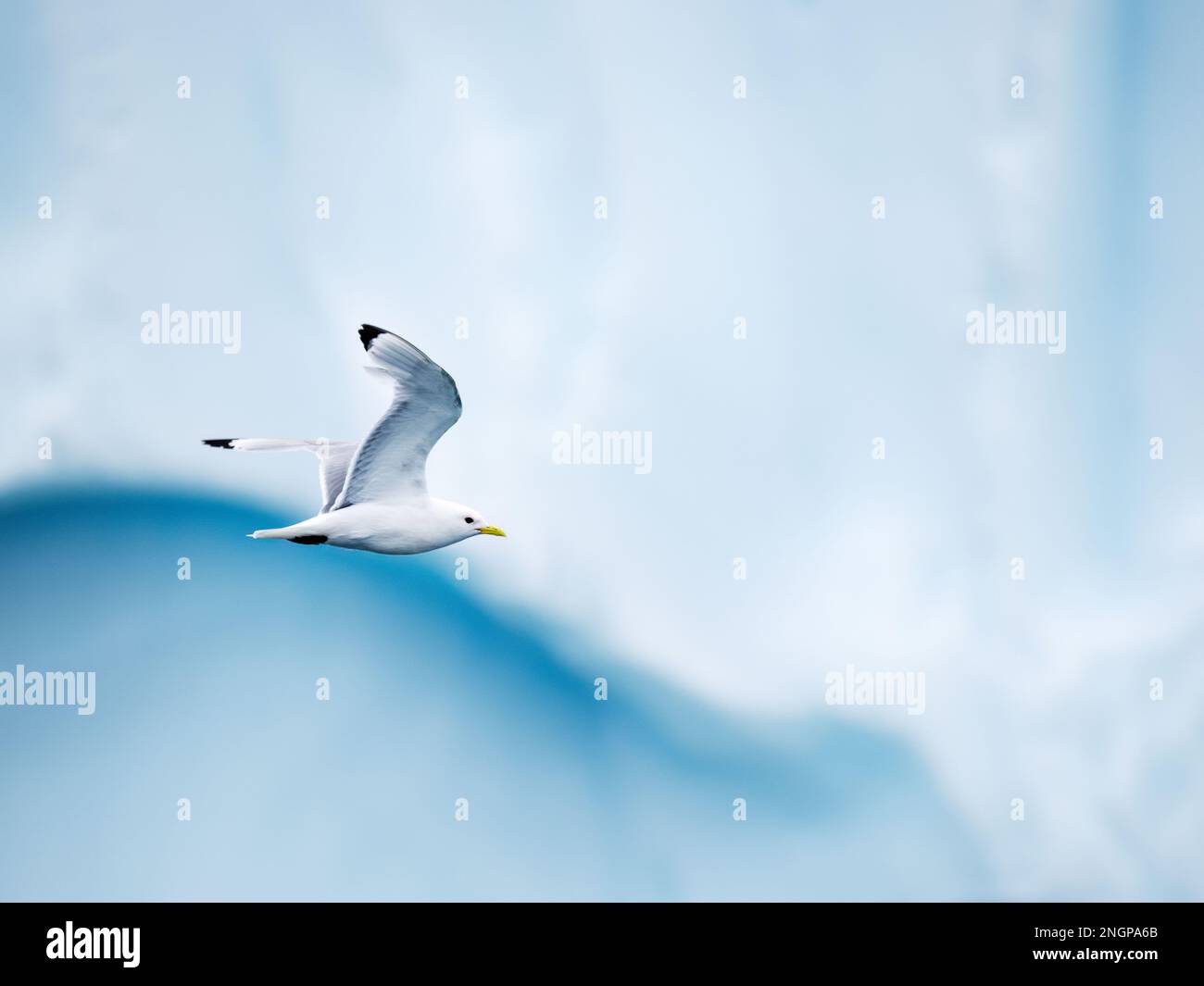 An adult black-legged kittiwake, Rissa tridactyla, in flight amongst ...