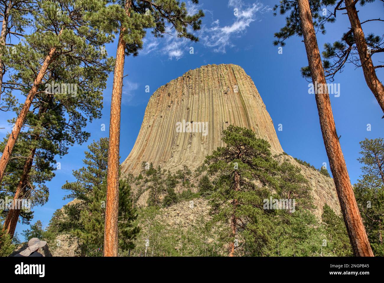 Devil's Tower framed between tall skinny pine trees under a wispy blue ...
