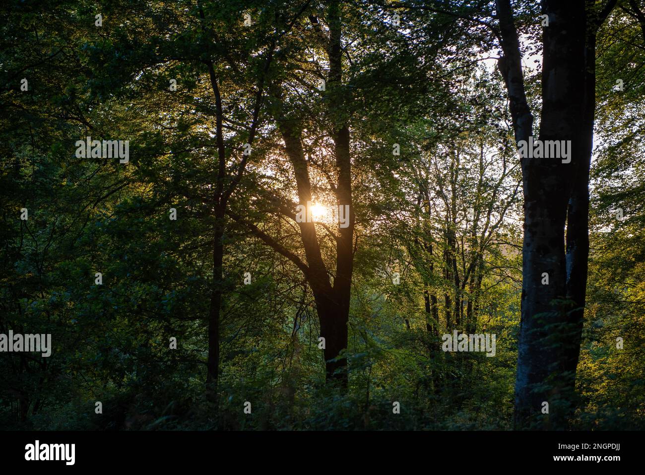 Sun coming through the trees in a forest Stock Photo - Alamy
