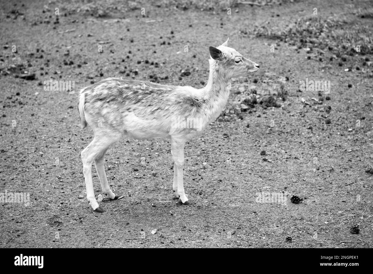 fallow deer cute. wild animal outdoor. full length Stock Photo - Alamy