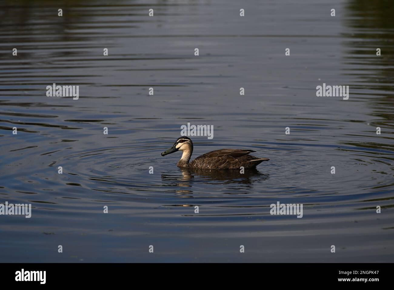 Side view of a single Pacific black duck as it swims in the middle of a ...