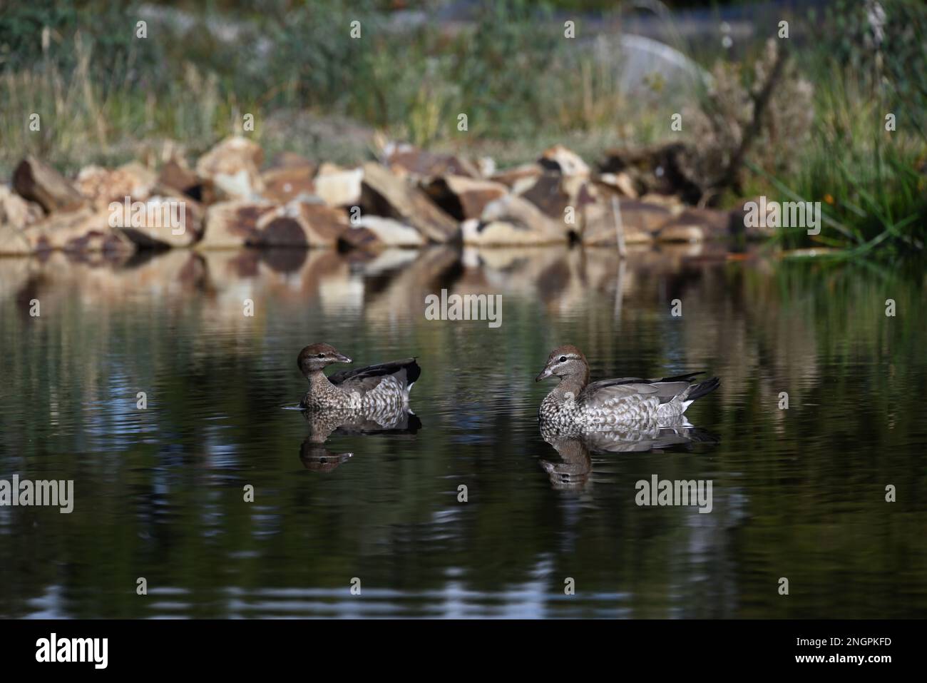Side view of a female Australian wood duck swimming in a lake, as ...