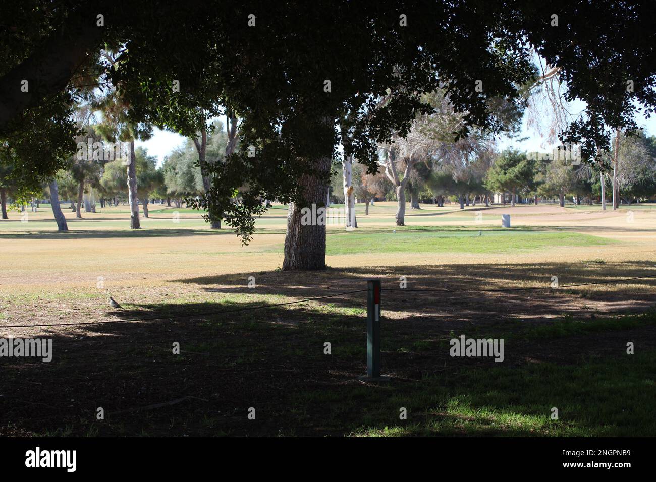 White box tree bark hi-res stock photography and images - Alamy