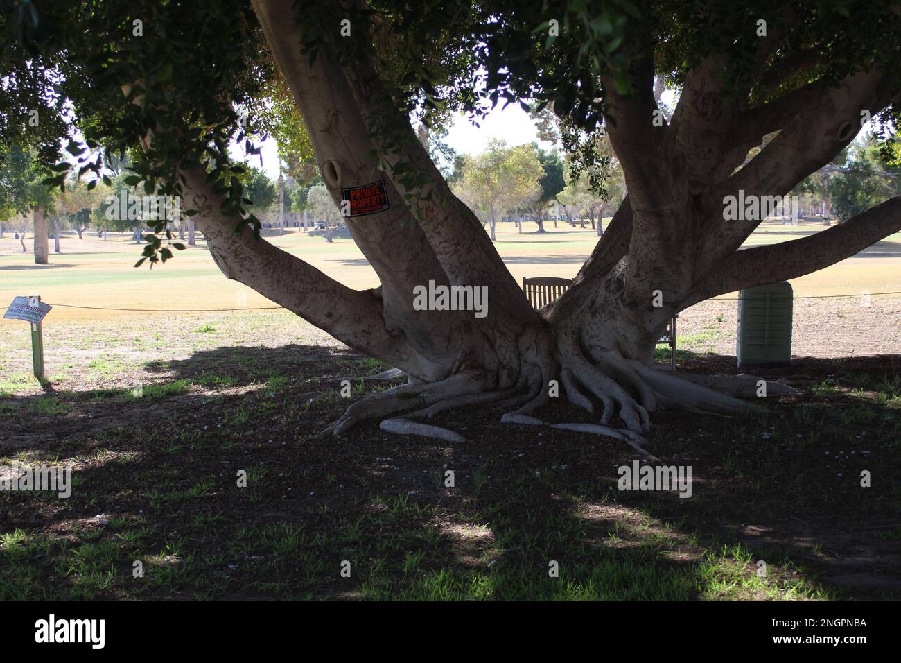 Tree trunks with a golf course background Stock Photo - Alamy