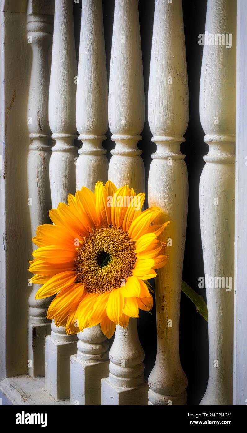 Sunflower Through Window Frame Stock Photo - Alamy