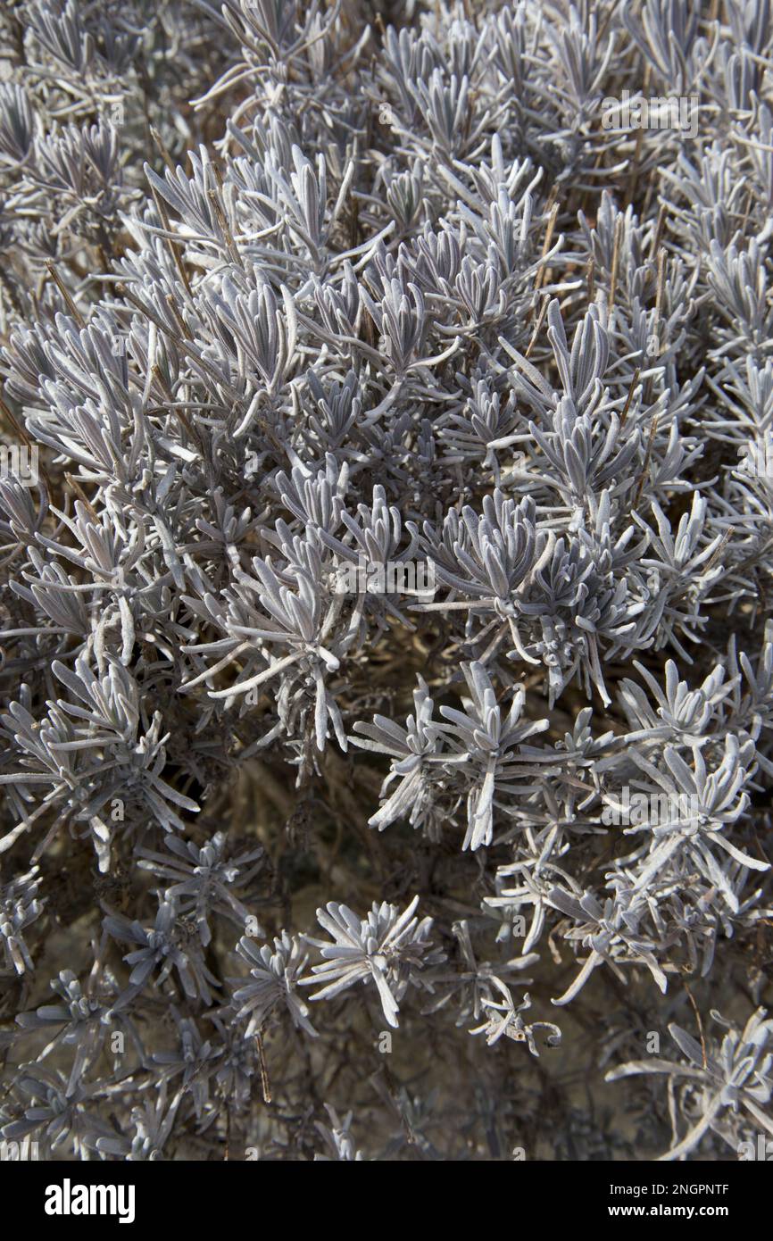 Lavender plant in a New England winter garden without the flower Stock ...