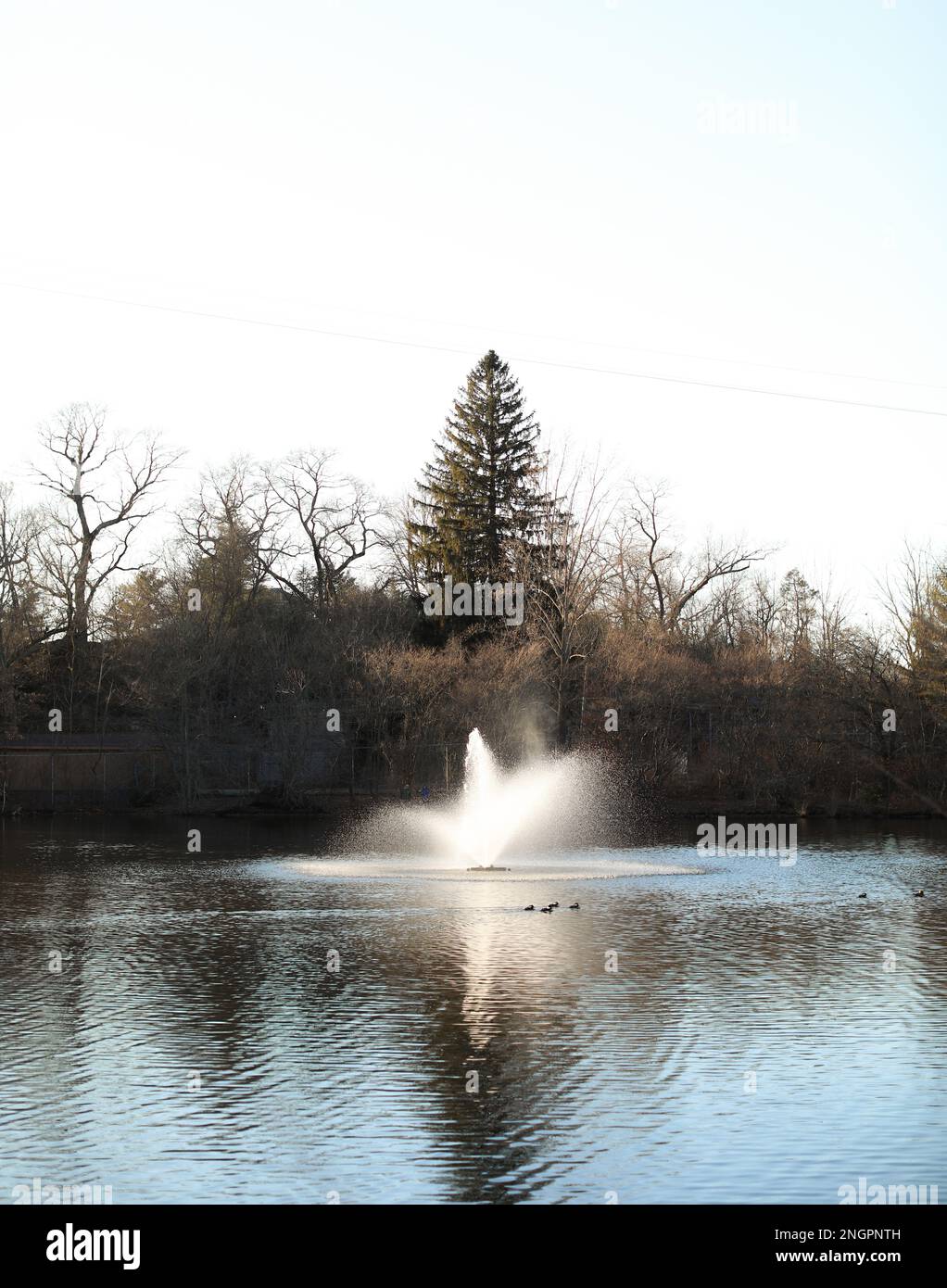Water Fountain with ducks and reflection of lake and pond with woods in ...