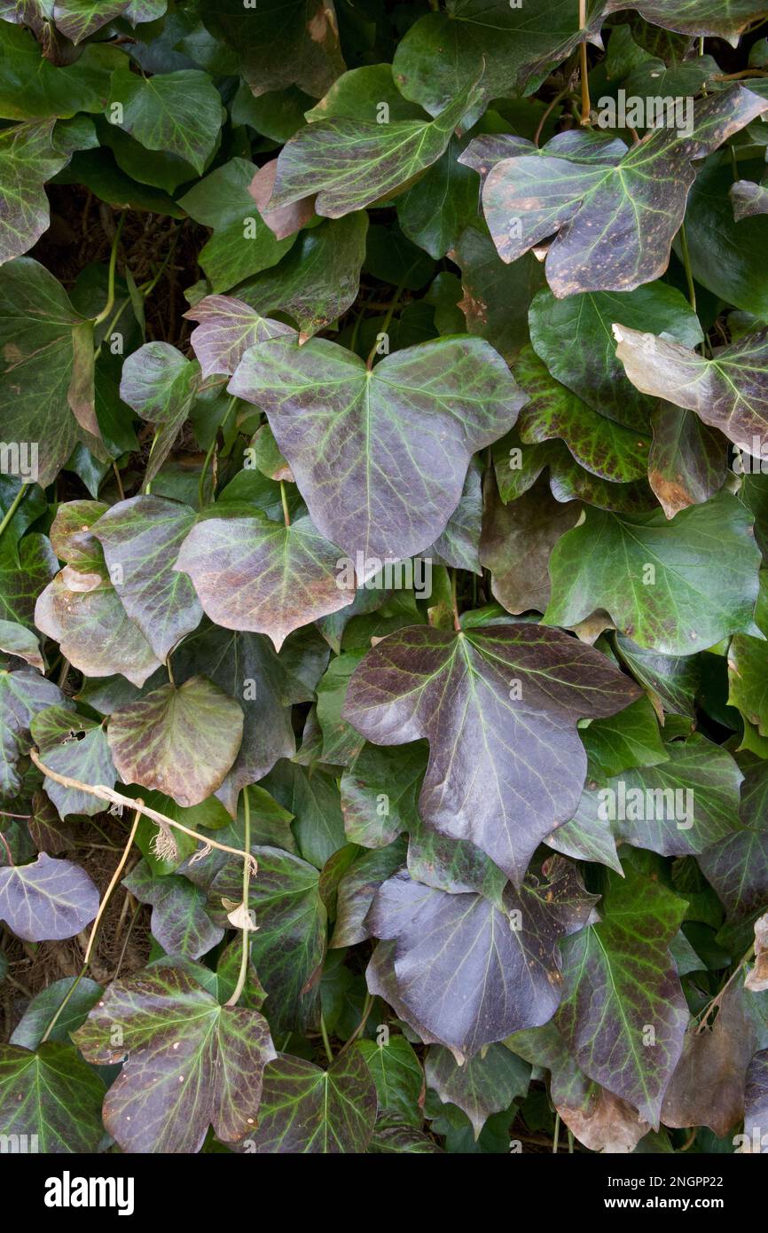 Green ivy climbing up a column in a New England garden during winter ...
