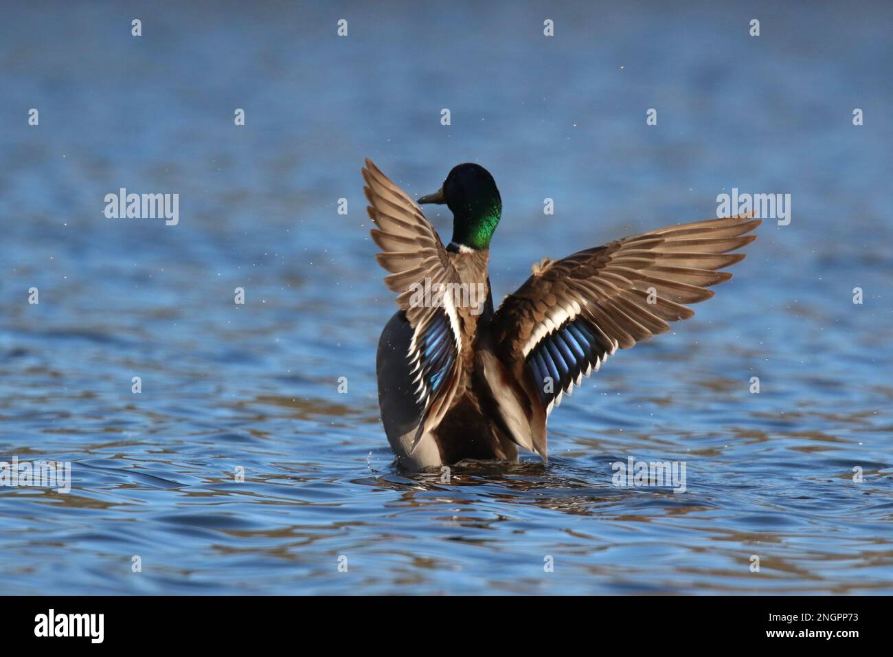 Drake mallard duck flapping it's wings on a blue lake in winter Stock ...